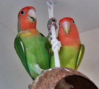 Inseparable - Generali Group