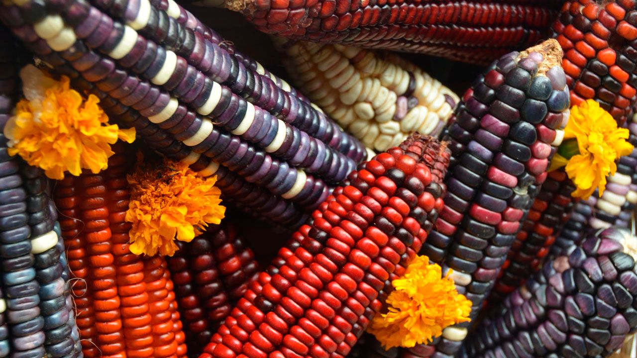 Maize seed - Generali Group